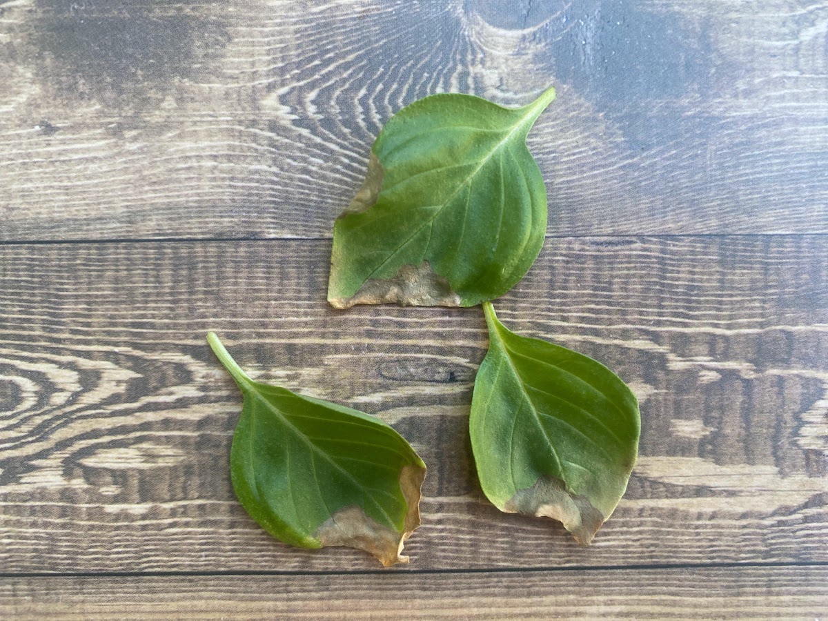 5 Causes of Brown Spots on Basil (+ an Easy Treatment Guide)